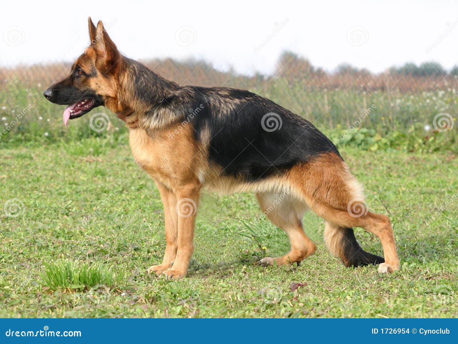 German shepherd up stock photo. Image of sheep, shepherd - 1726954