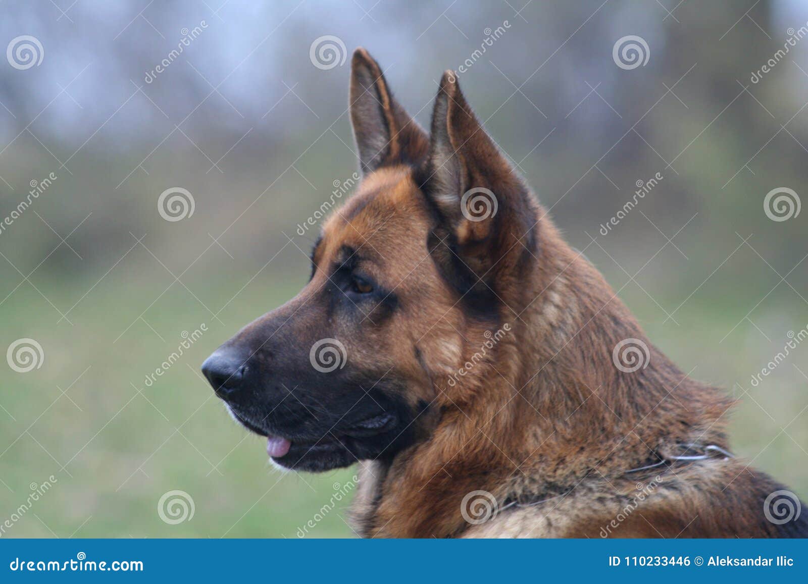 German Shepherd V stock photo. Image of conversation - 110233446