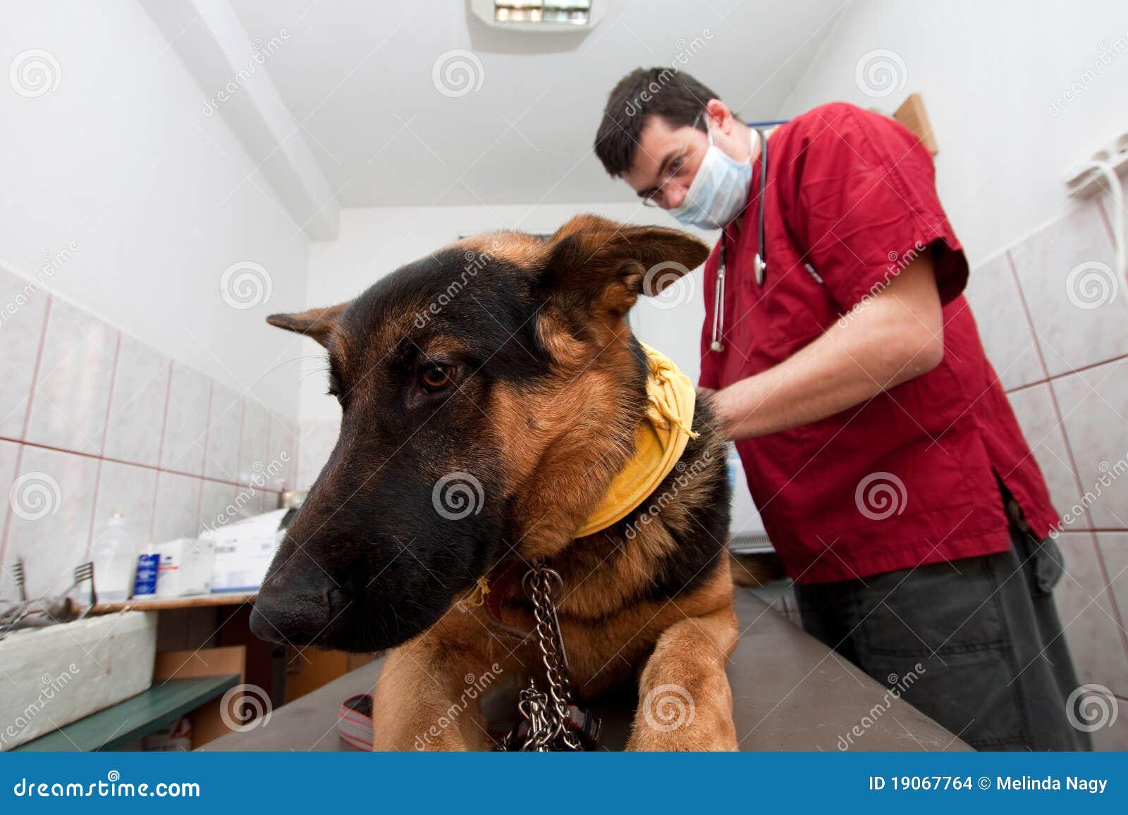 German shepherd at vet stock photo. Image of profession - 19067764