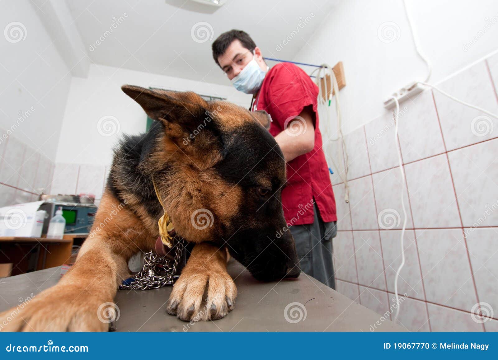 German shepherd at vet stock photo. Image of healthcare - 19067770