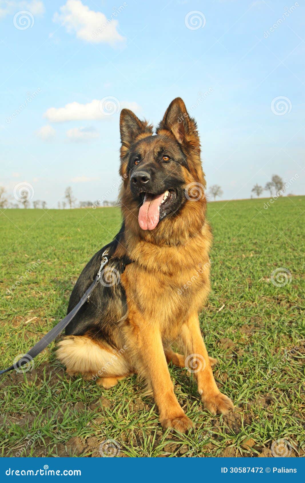 German Shepherd stock photo. Image of baby, balls, defense - 30587472