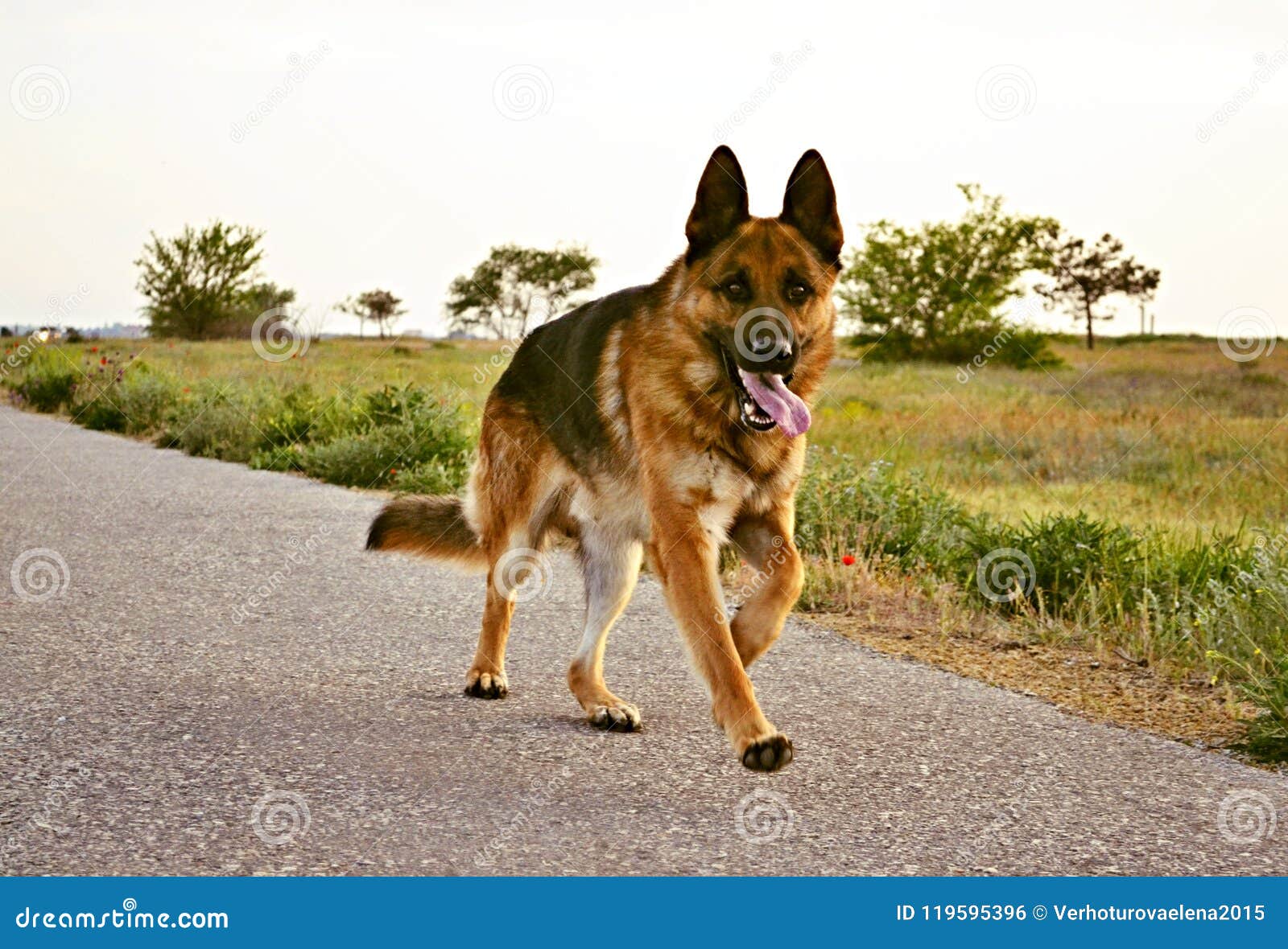 How Do I Walk To German Shepherd Dogs