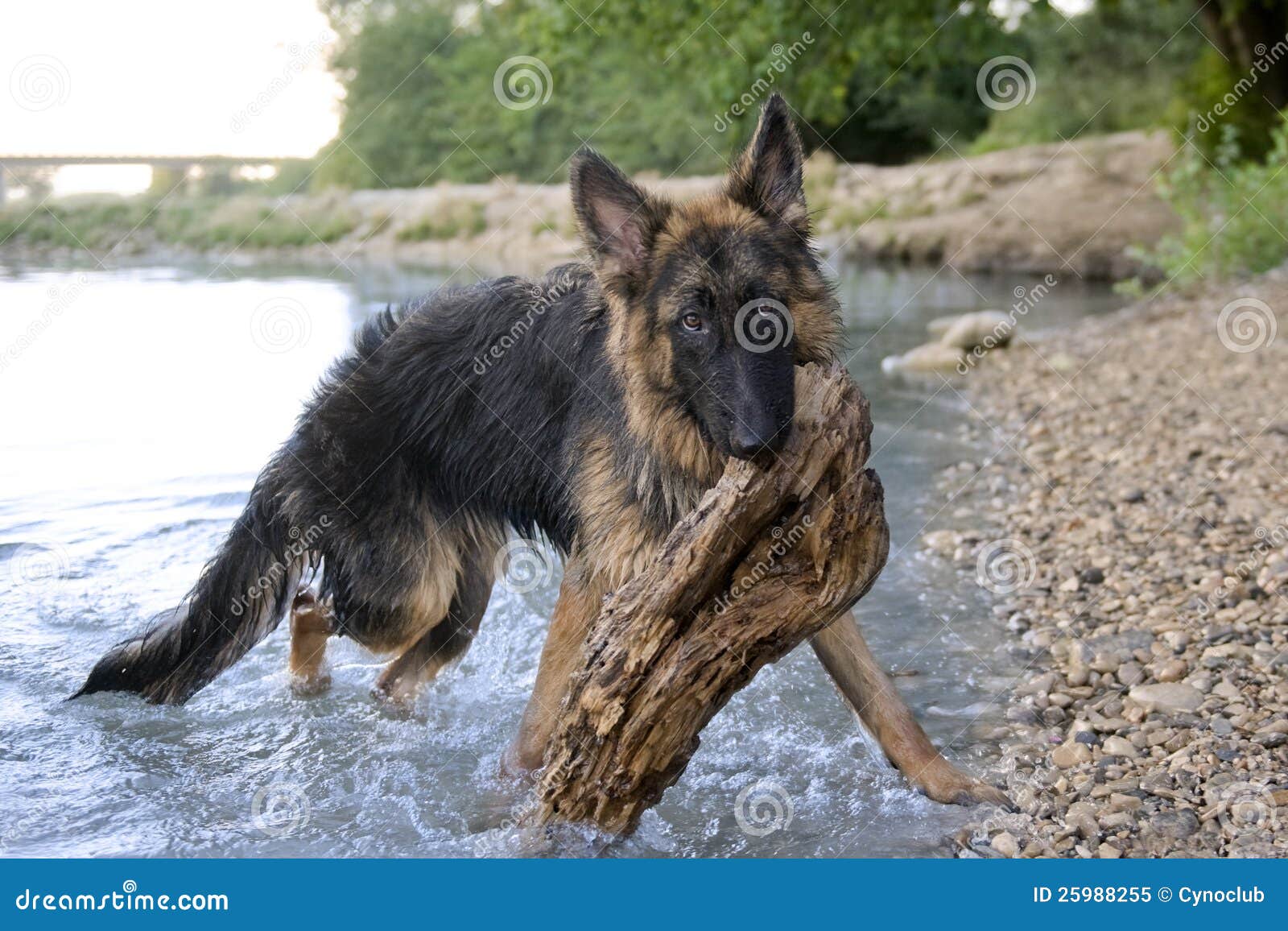 German Shepherd in the Water Stock Image - Image of water, alertness ...
