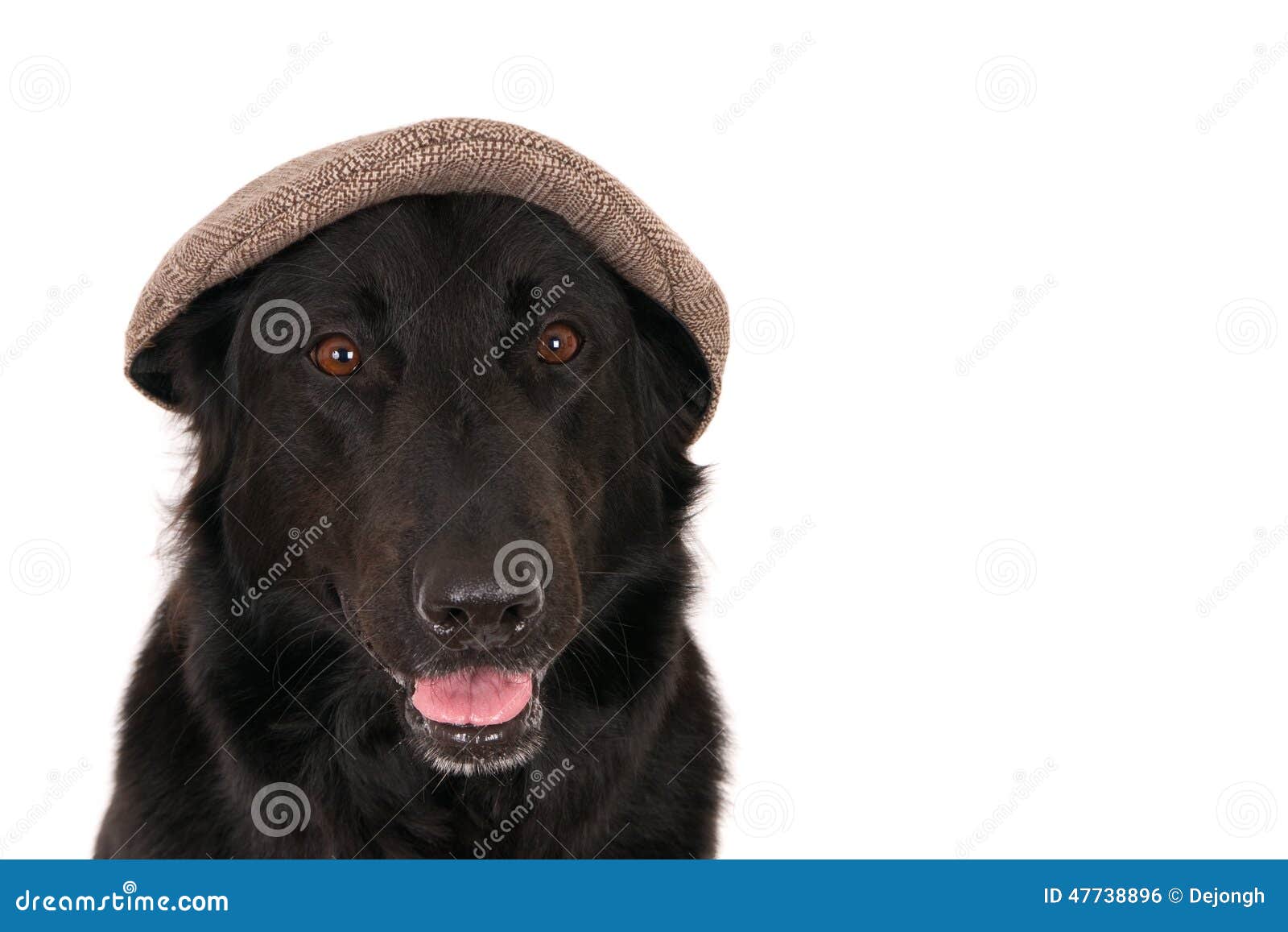 German Shepherd Wearing a Capp. Stock Photo - Image of adorable, animal ...