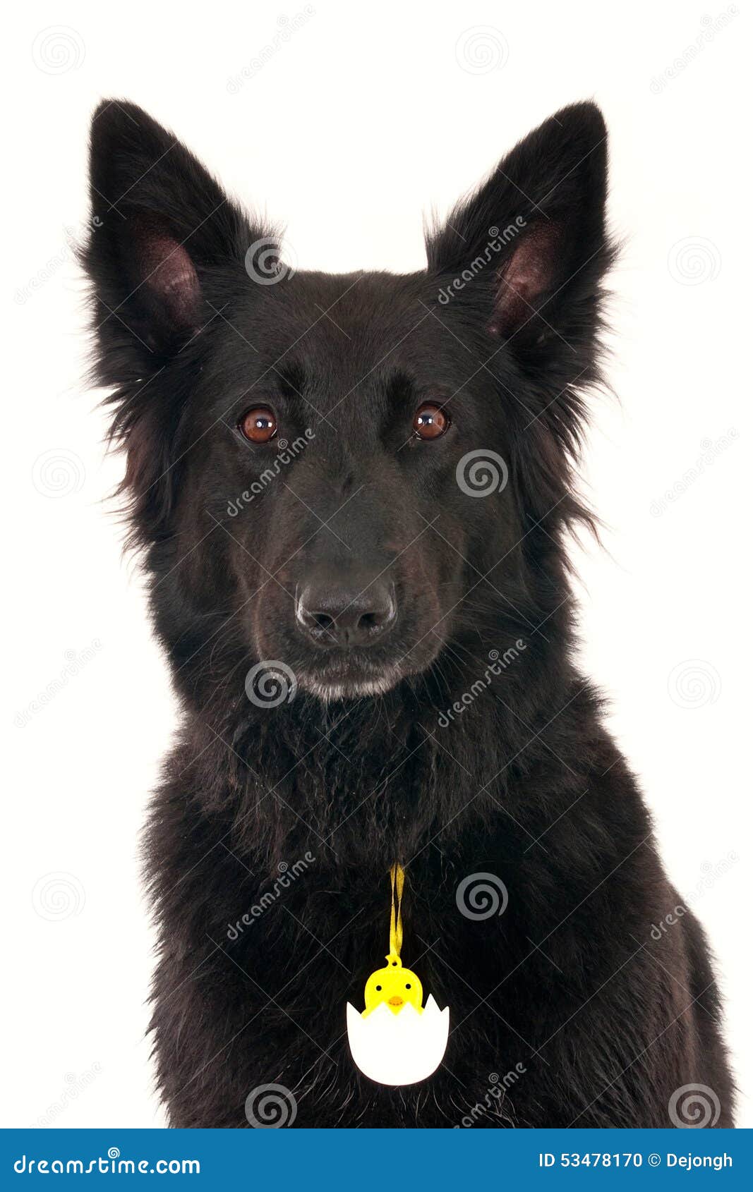 German Shepherd Wearing Easter Decoration Around Neck Stock Photo ...