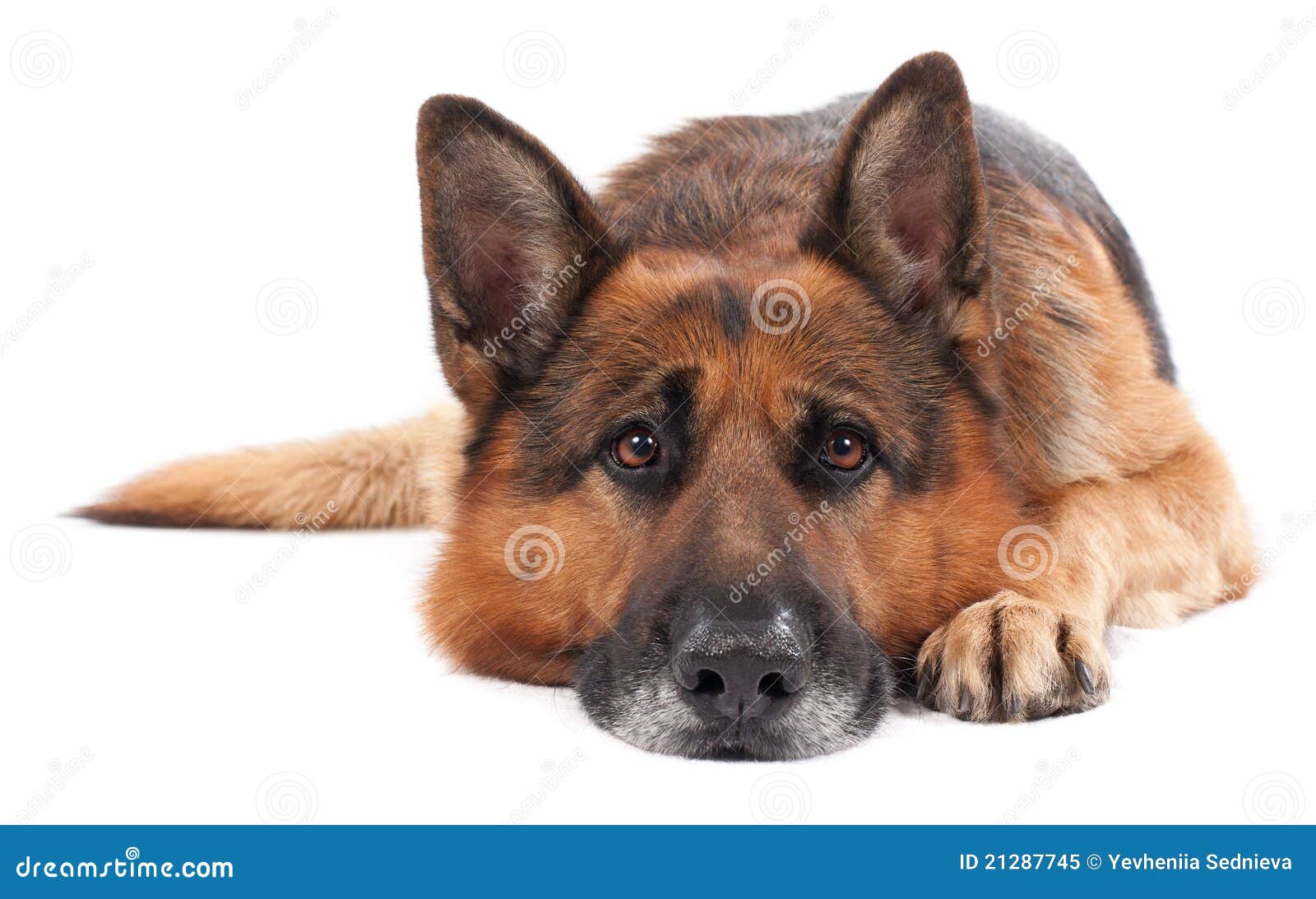 German shepherd on a white stock image. Image of bodyguard - 21287745