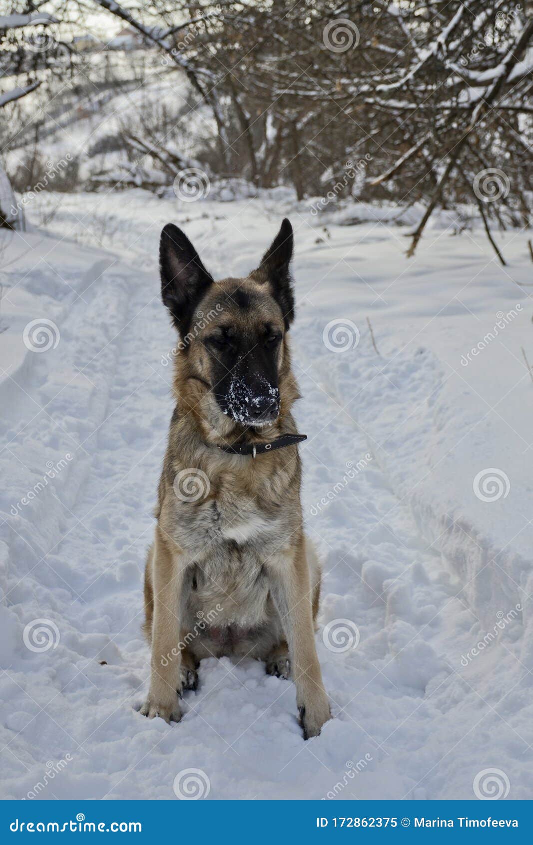 German Shepherd in Winter on White Snow. Stock Image - Image of ...
