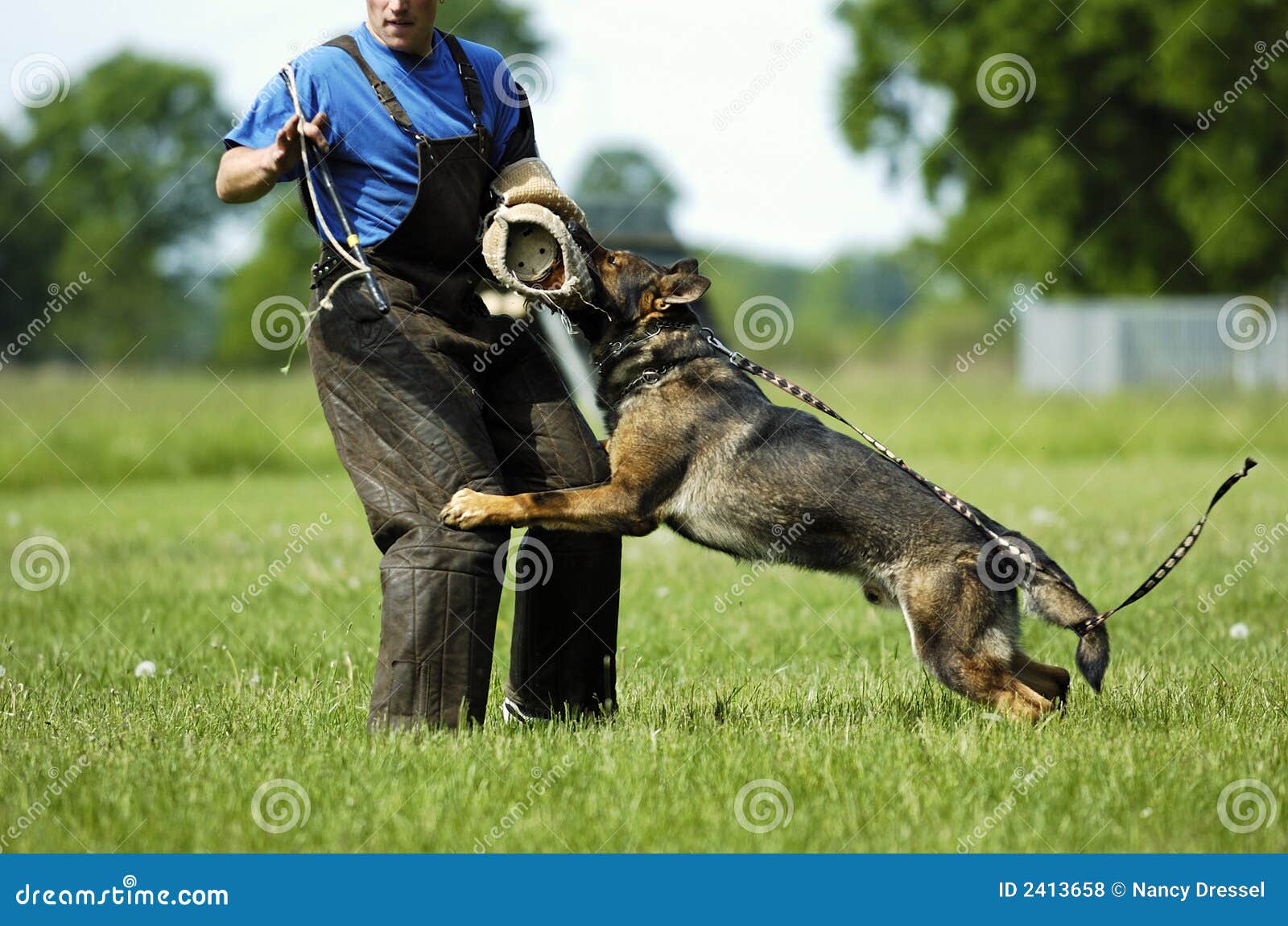 German shepherd at work stock photo. Image of expression - 2413658