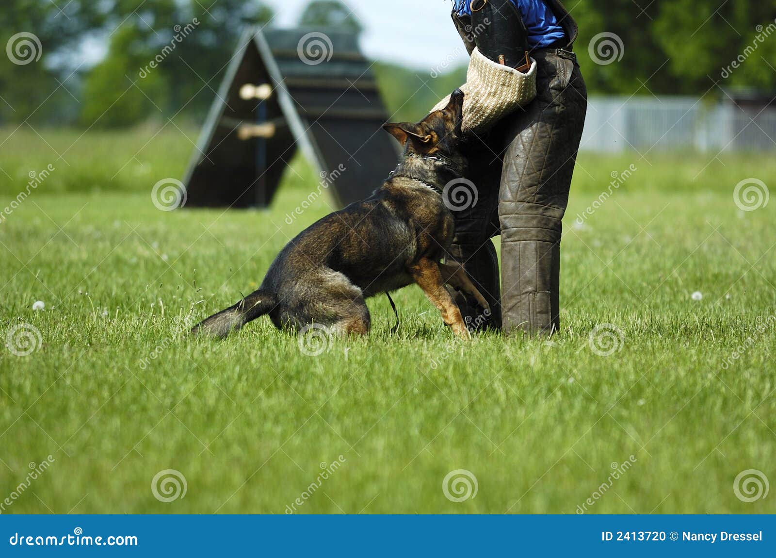 German shepherd at work stock photo. Image of attentive - 2413720