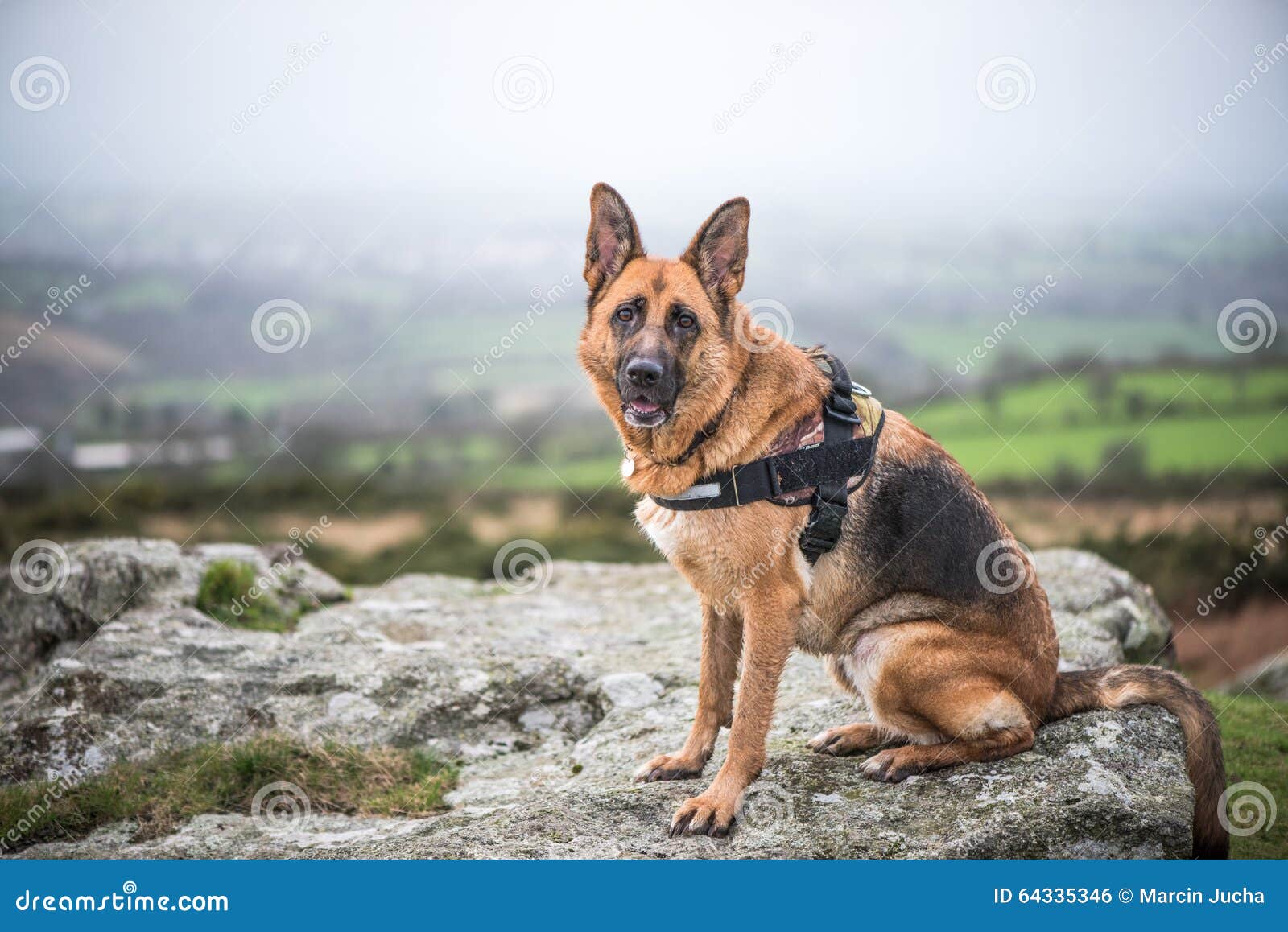 German Shepherd Working Dog in Harness Outdoor Stock Photo - Image of ...