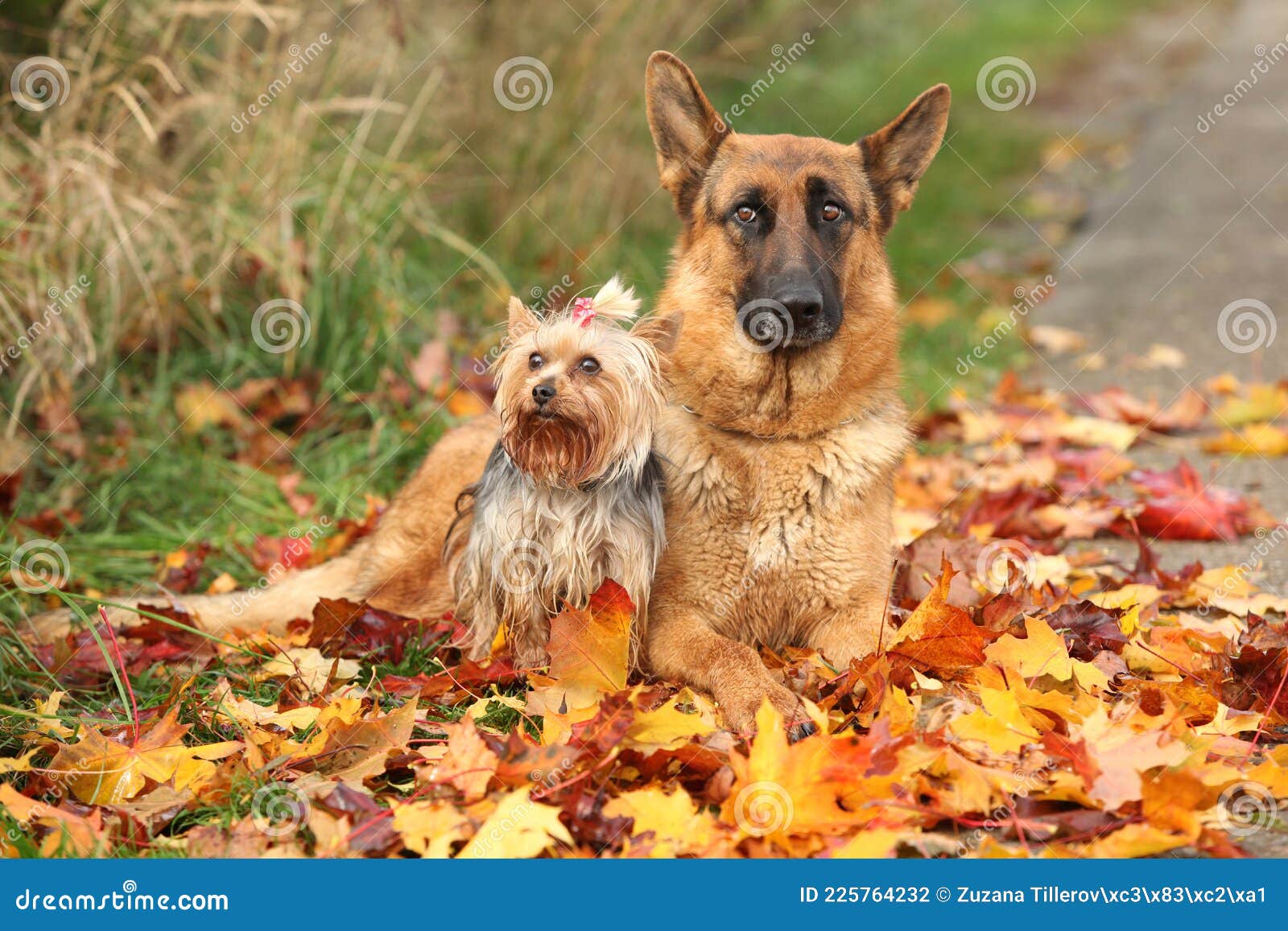 German Shepherd with Yorkshire Terrier Stock Photo - Image of portrait ...