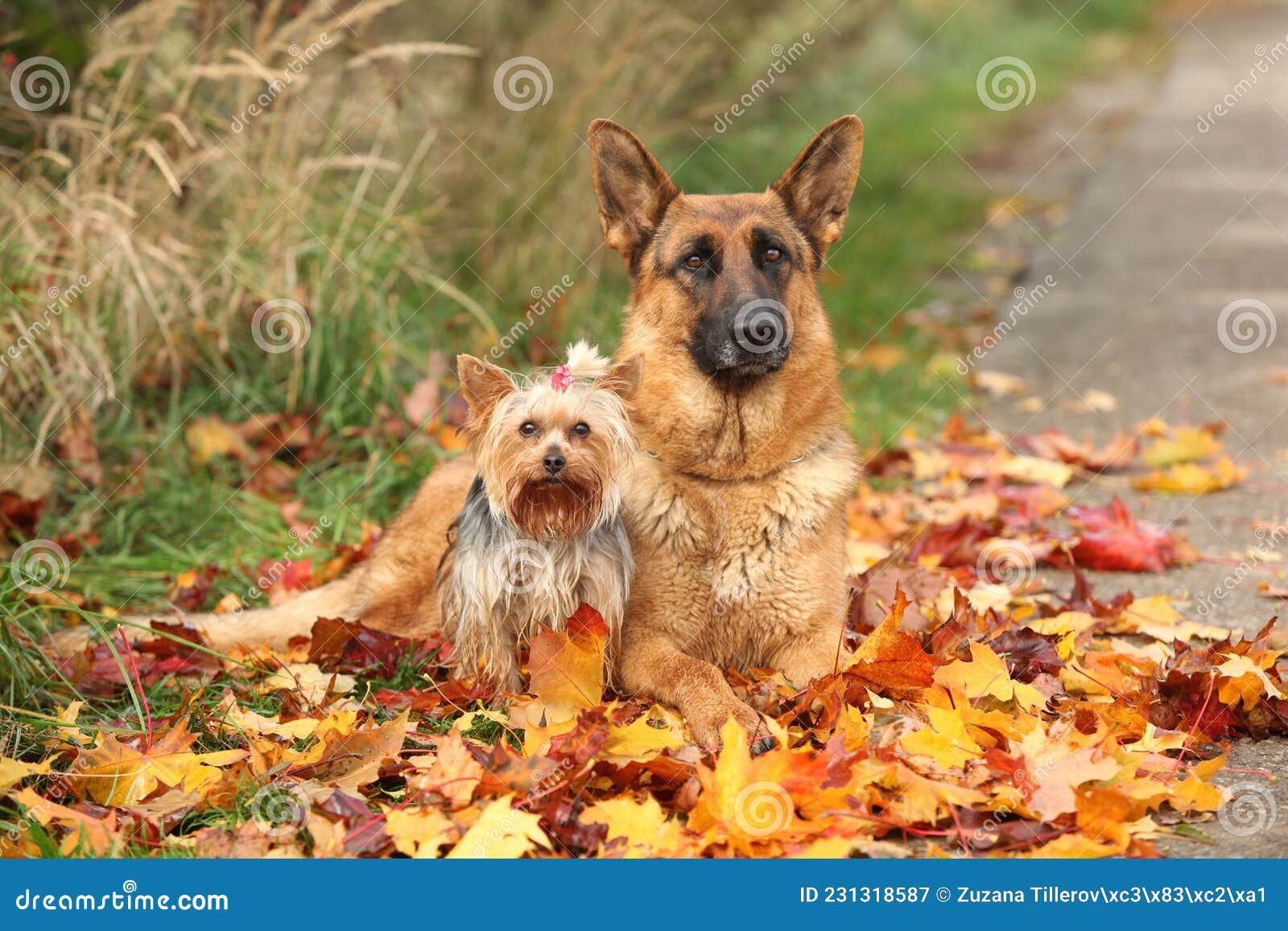 German Shepherd with Yorkshire Terrier Stock Image - Image of canine ...