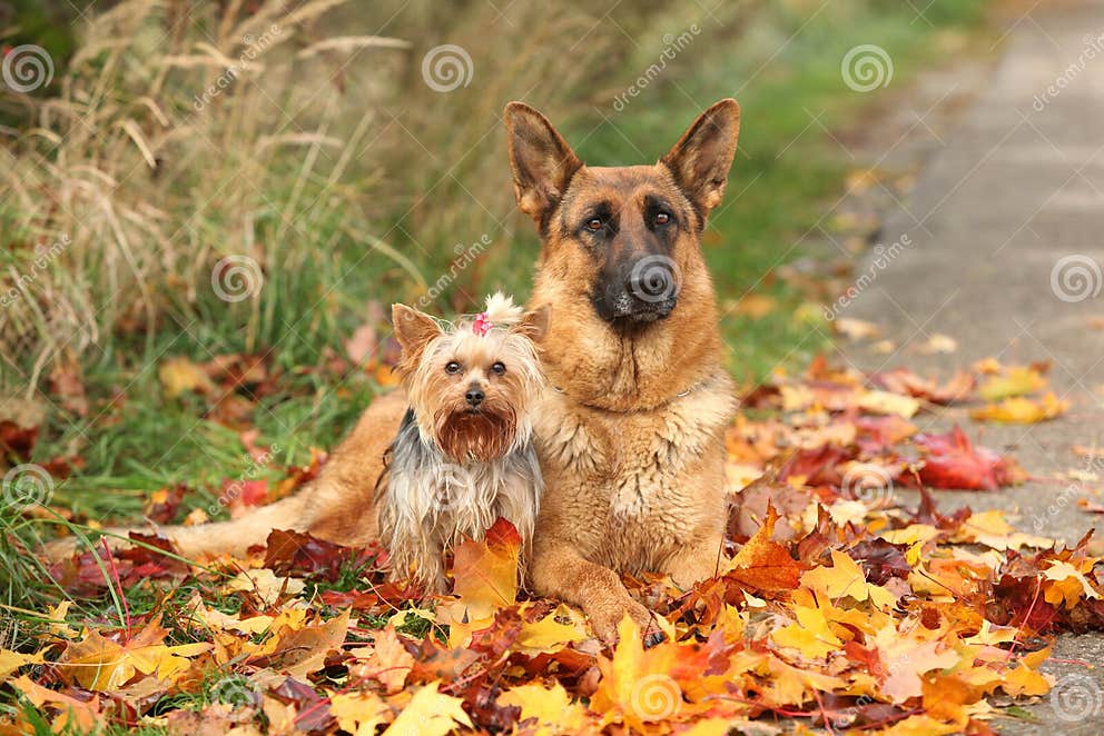 German Shepherd with Yorkshire Terrier Stock Image - Image of canine ...