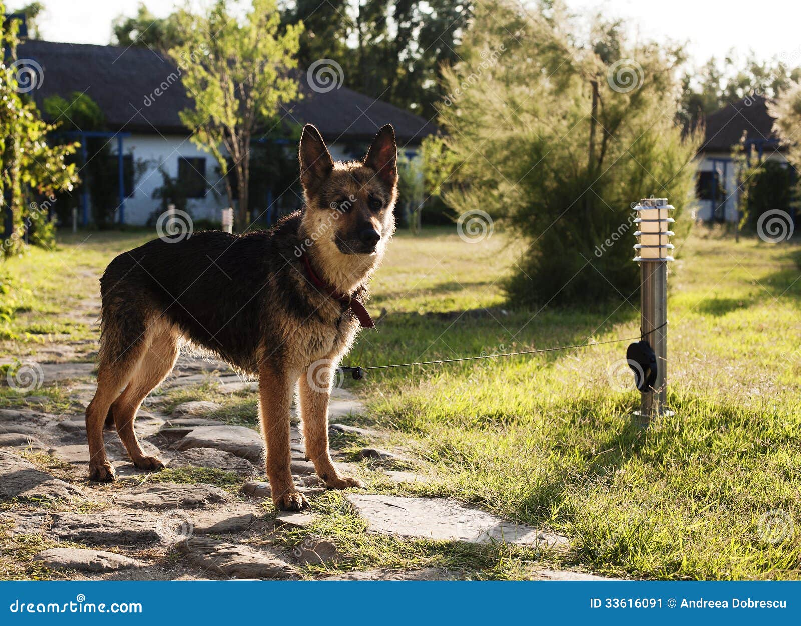 German shepherd stock image. Image of water, holidays - 33616091
