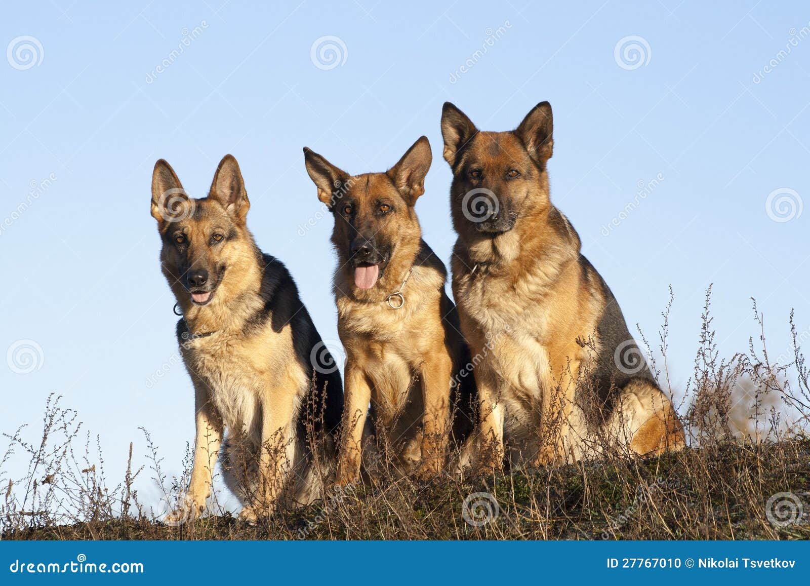 German Shepherds stock photo. Image of behavior, mammal - 27767010