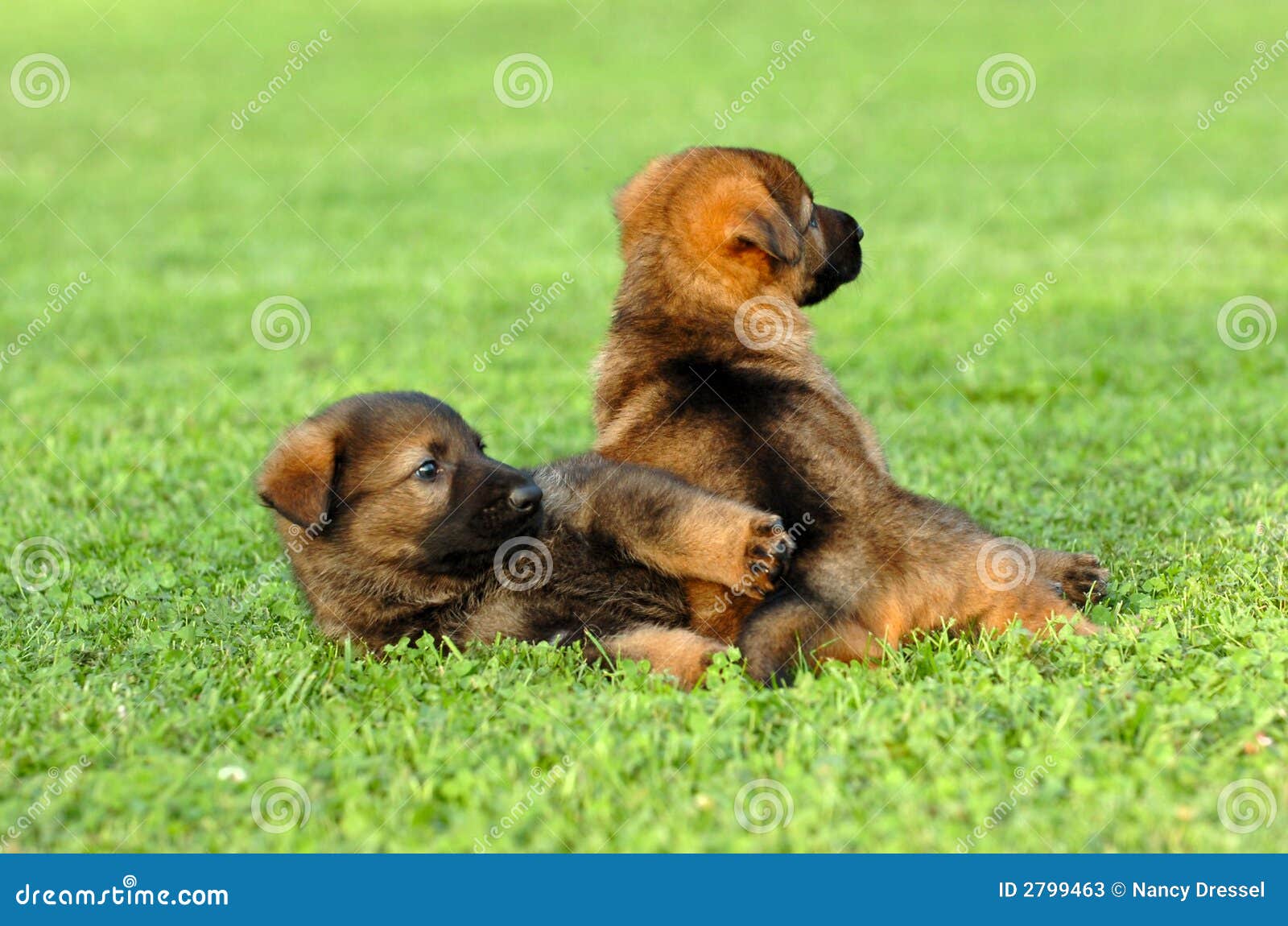 German shepherds playing stock image. Image of domestic - 2799463