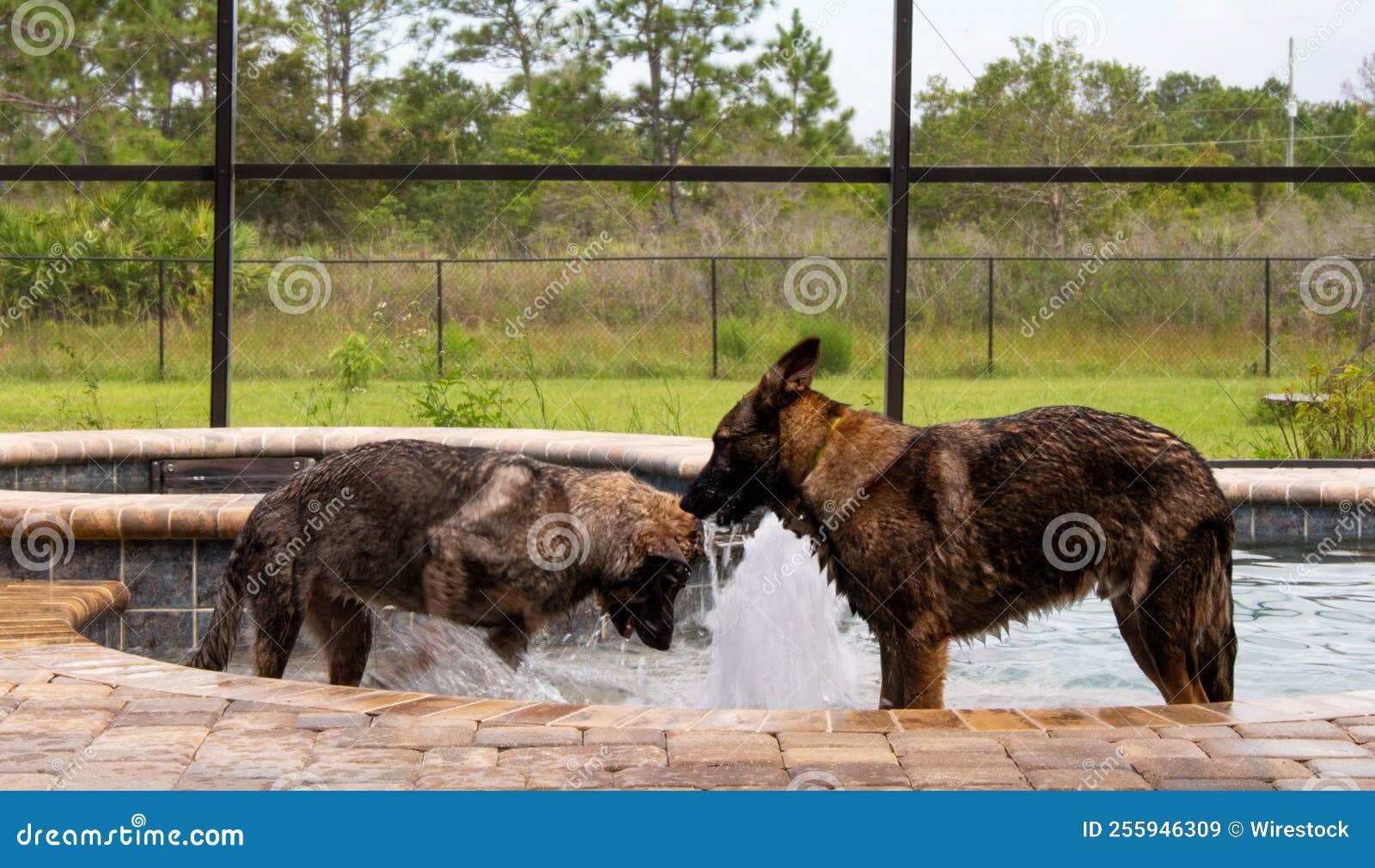 German Shepherds Playing in a Swimming Pool Stock Image - Image of dogs ...