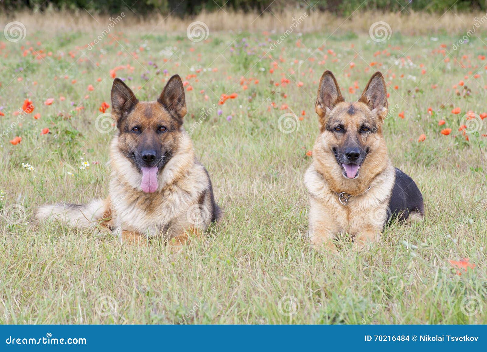 German shepherds stock photo. Image of nature, shepard - 70216484
