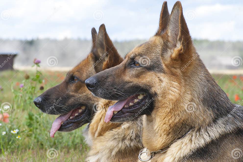 German shepherds stock photo. Image of undercoat, sitting - 70216486