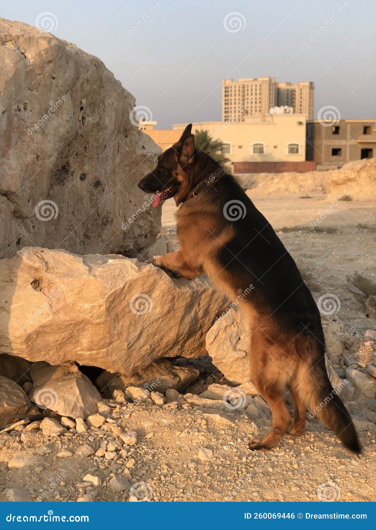 German Shephered stock photo. Image of standing, shephered - 260069446