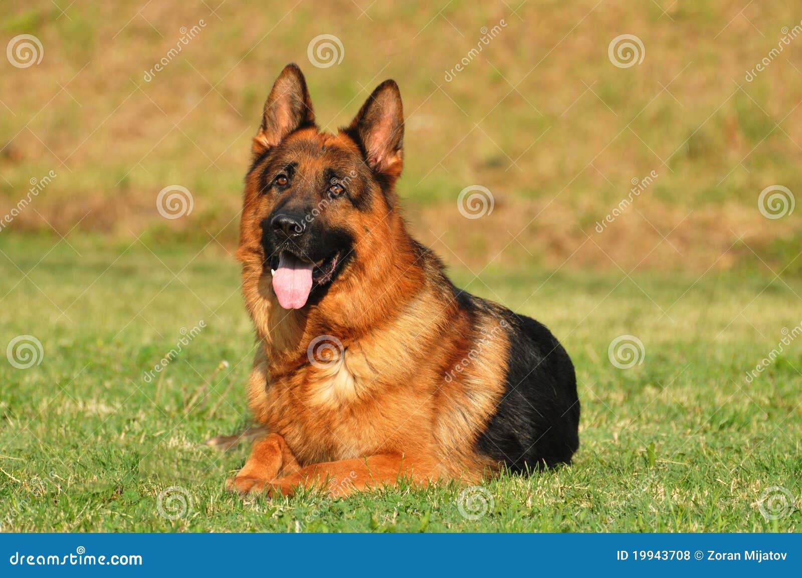 German sheppard stock photo. Image of listening, adult - 19943708