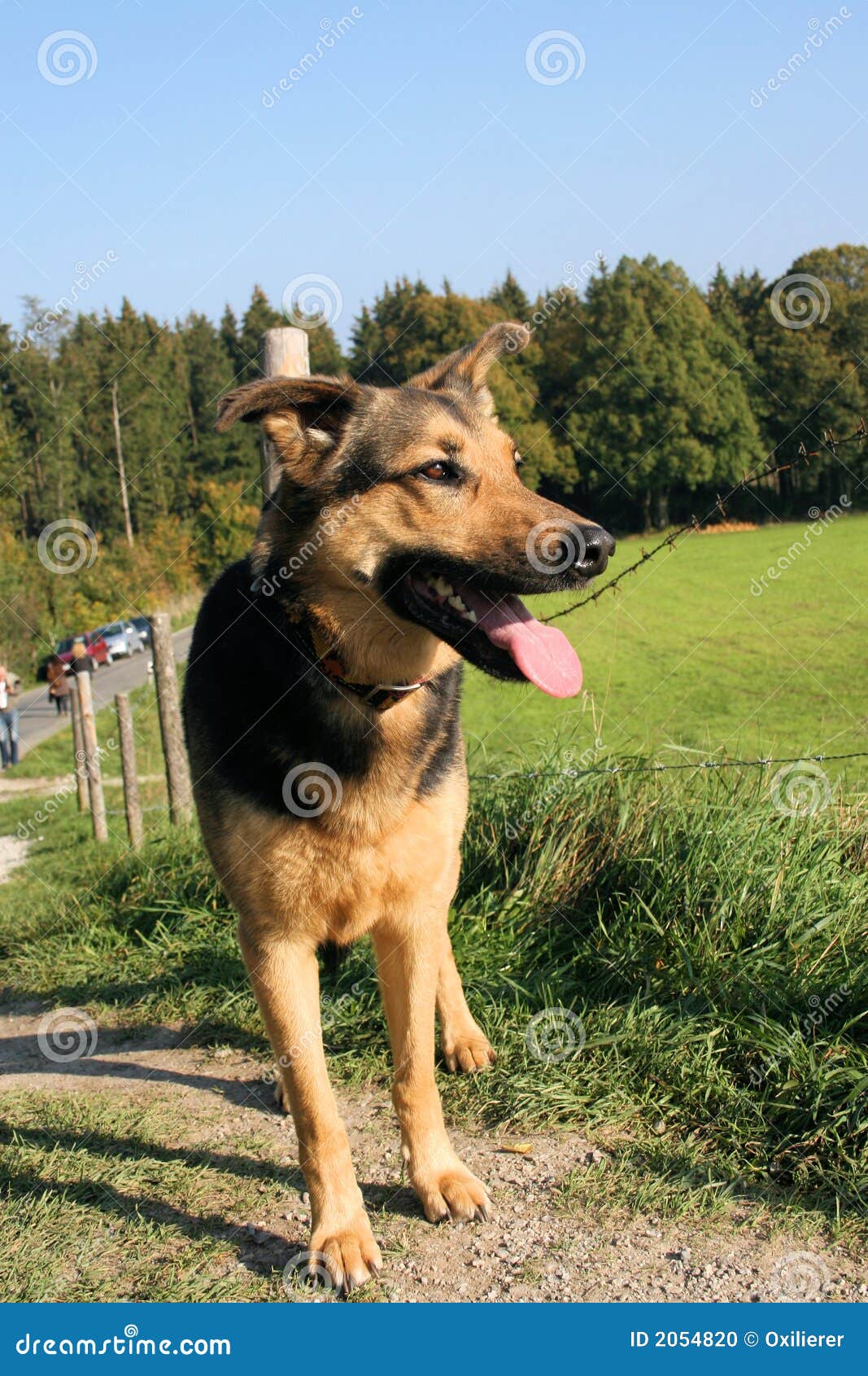 German Sheppard Dog stock photo. Image of contentment - 2054820