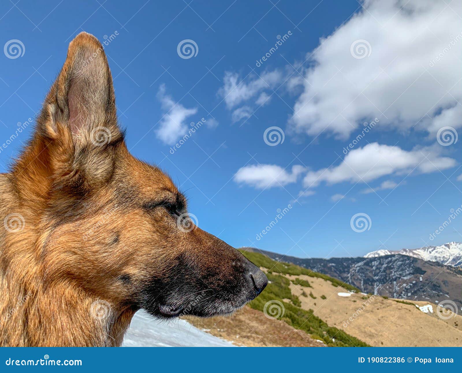 German Sheppard Dog Portrait Close Up. Stock Photo - Image of pedigree ...