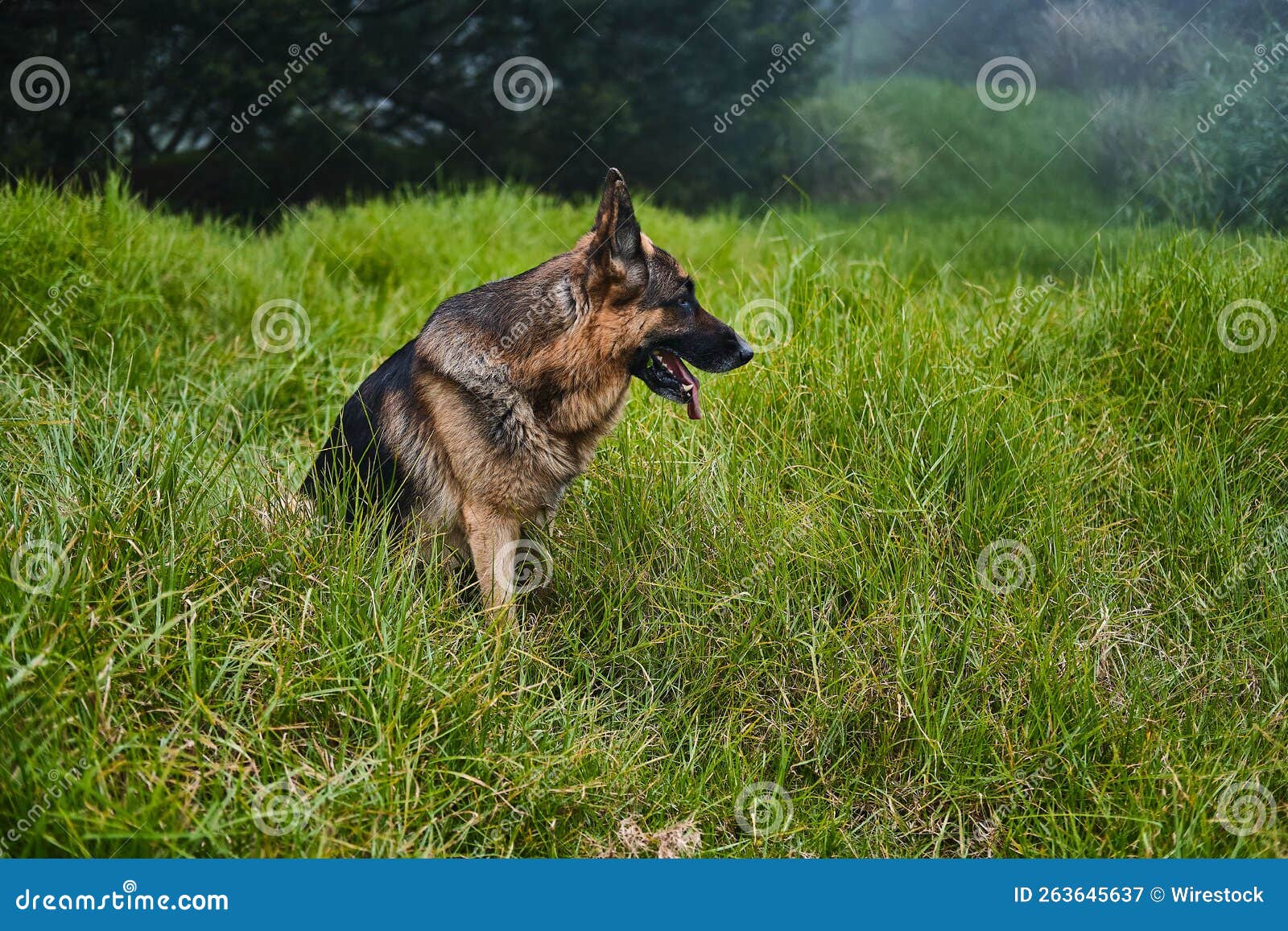 German Sheppard Dog Sitting on Grass Lawns Stock Image - Image of ...
