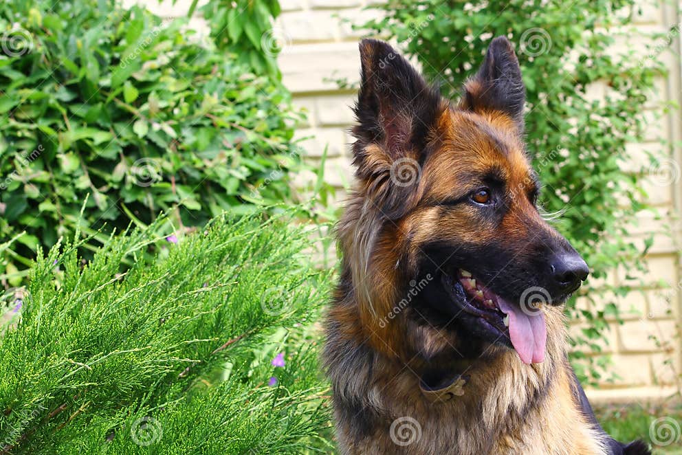 German Sheppard stock photo. Image of nose, brown, animal - 38731240