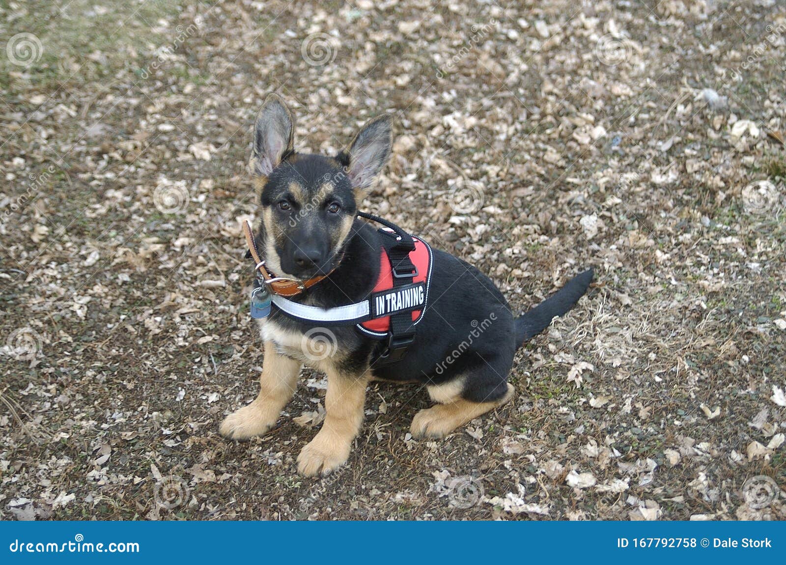 German Sheppard Puppy in Training Stock Photo - Image of search, german ...