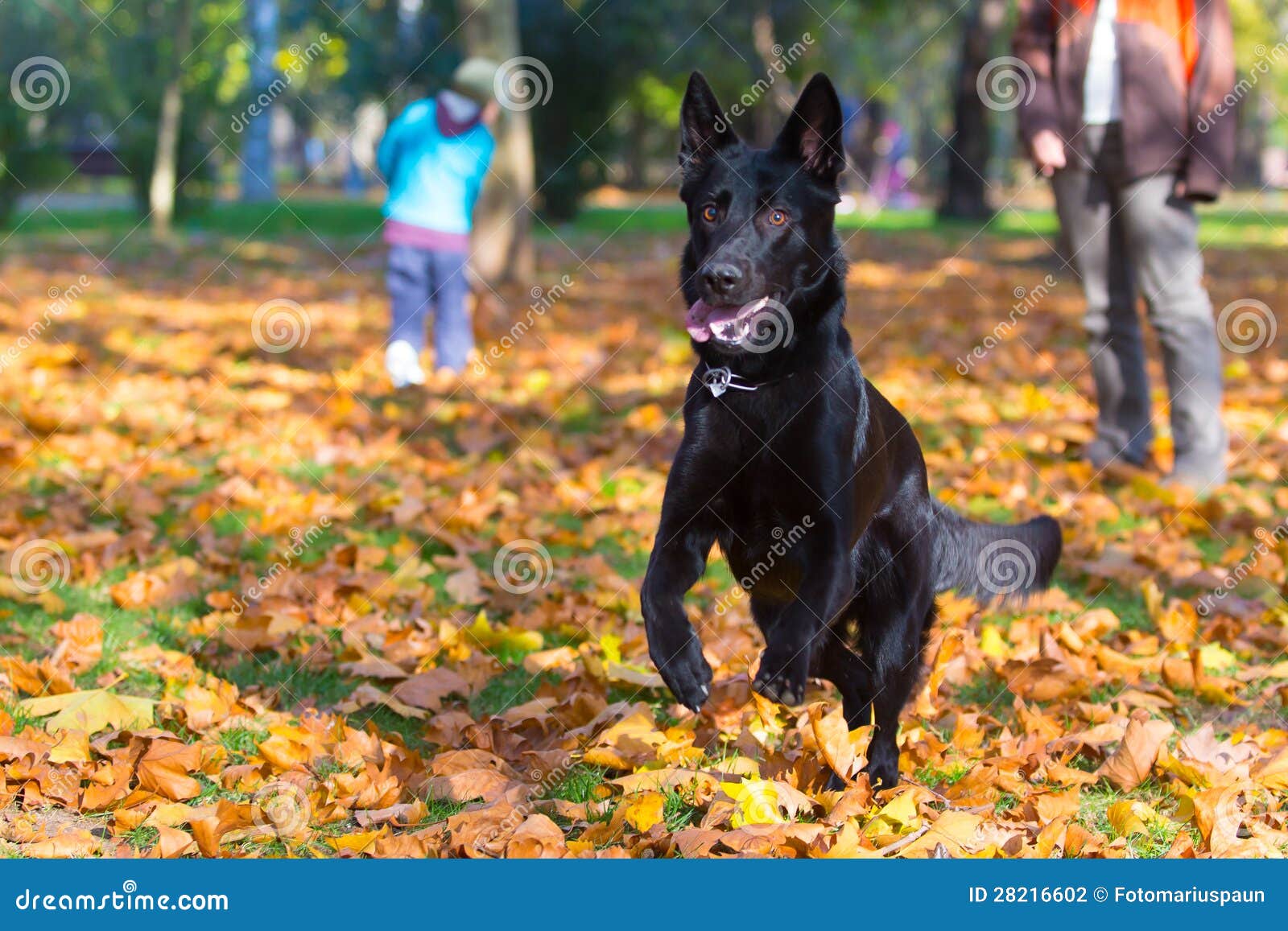 German shepperd stock photo. Image of pedigree, stand - 28216602