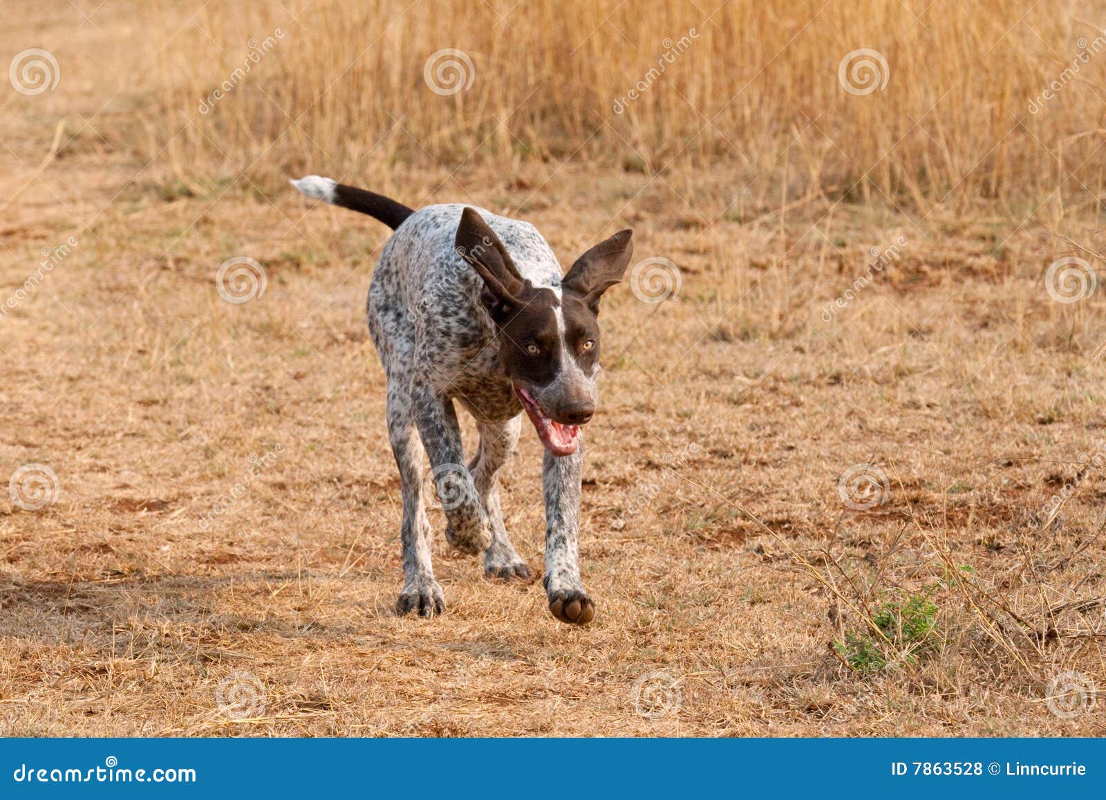 German Short Hair Pointer Dog Running Stock Photo - Image of pointer ...