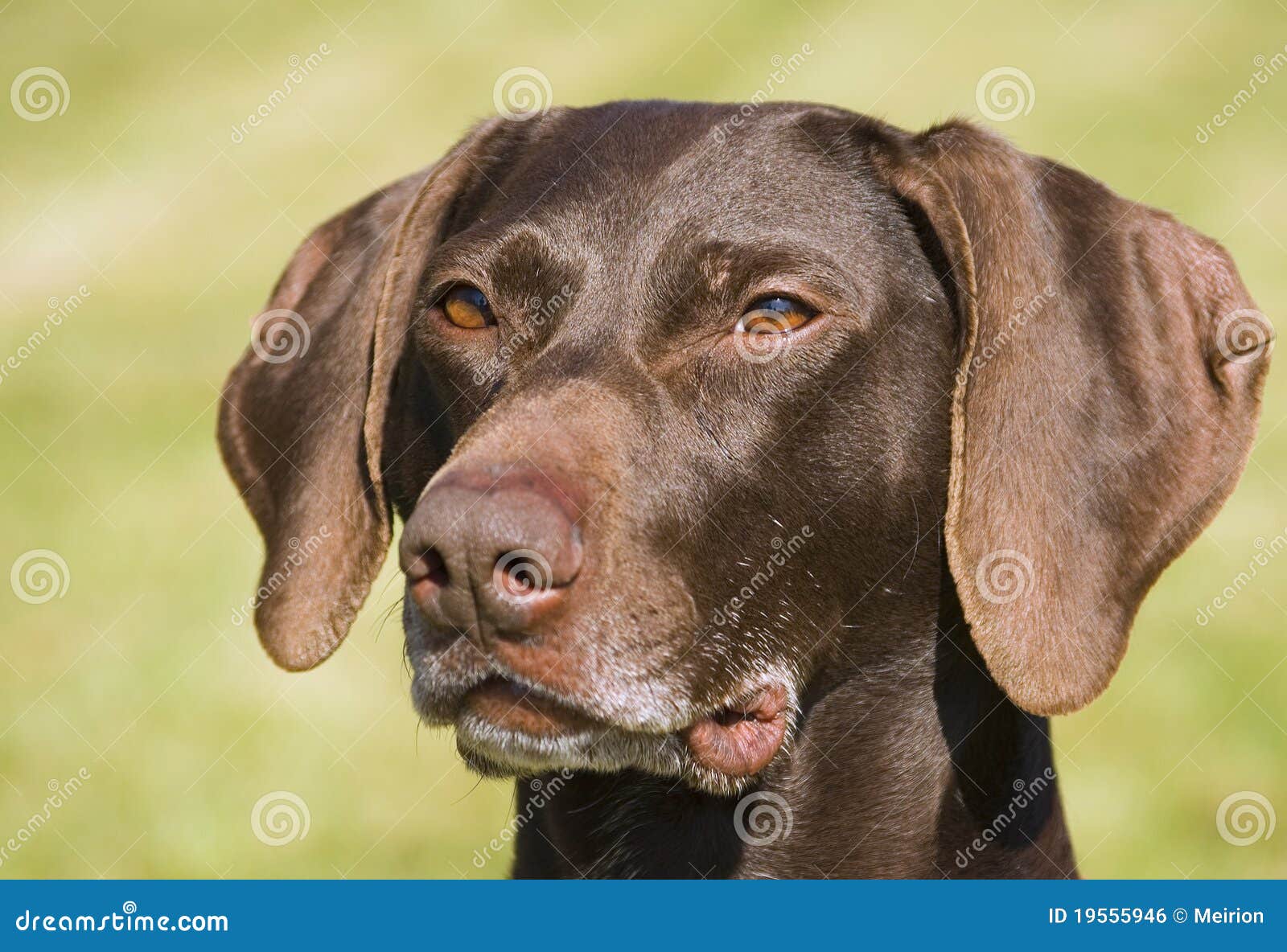 German Short Haired Pointer Stock Photo - Image of mammal, hunting ...