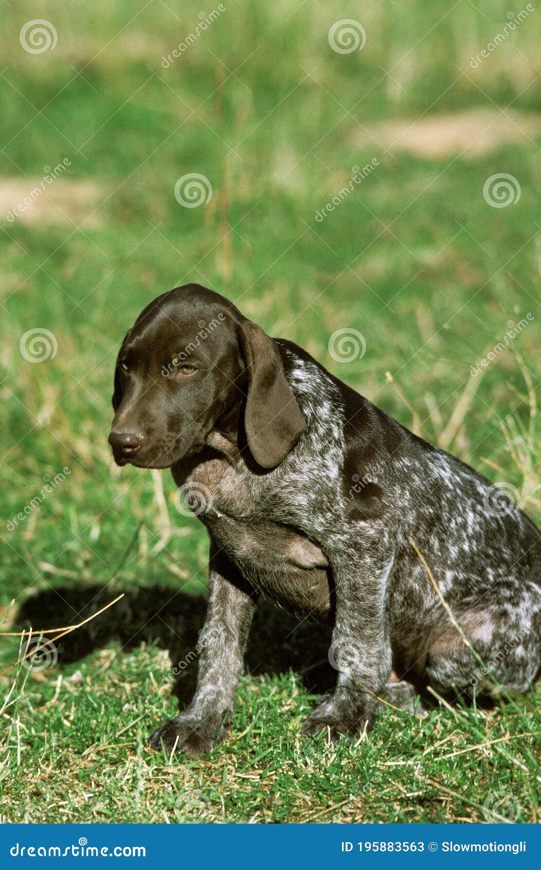 German Short Haired Pointer, Adult Sitting on Grass Stock Image - Image ...