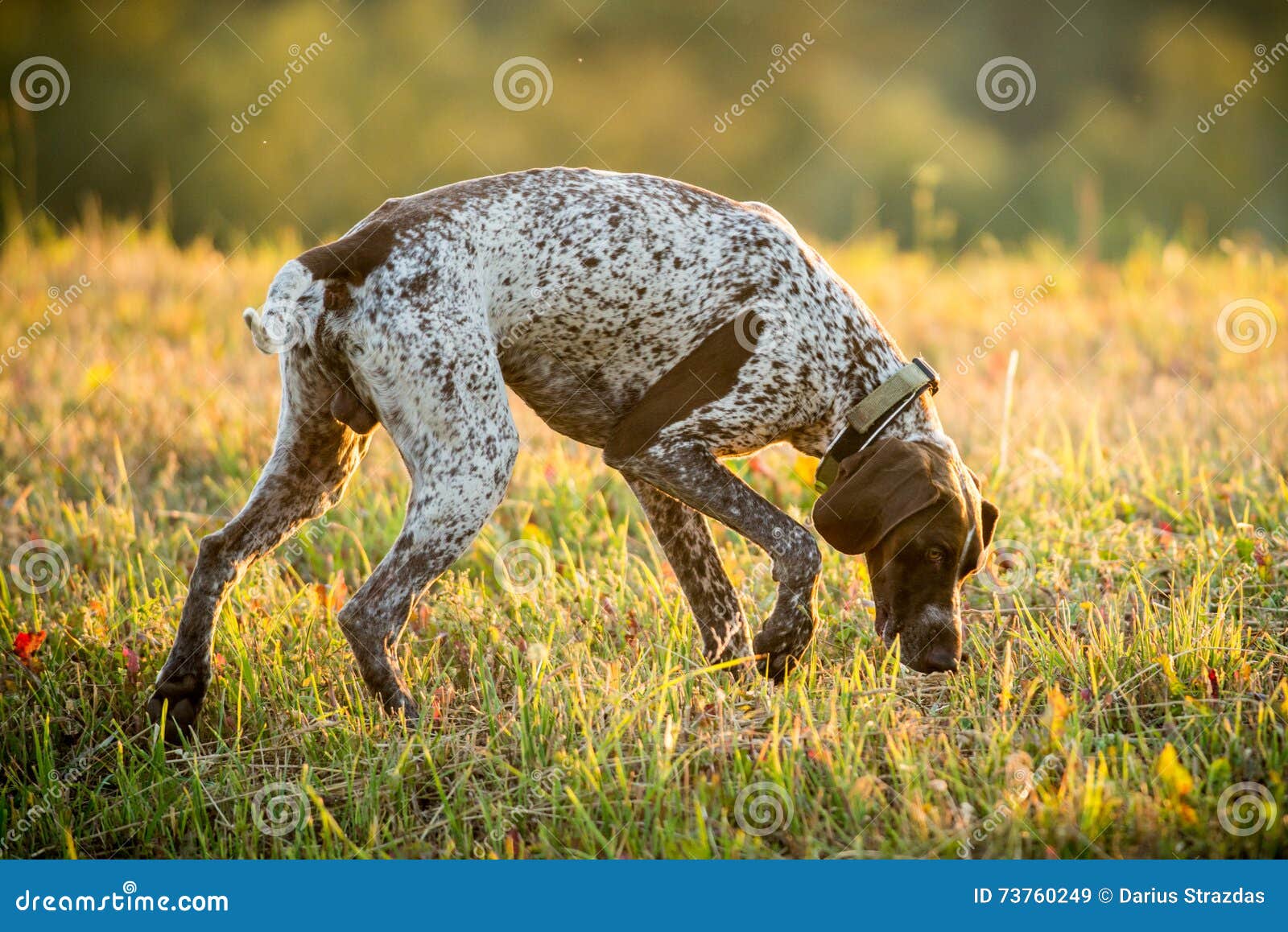 German Short-haired Pointer Stock Image - Image of grass, sunset: 73760249