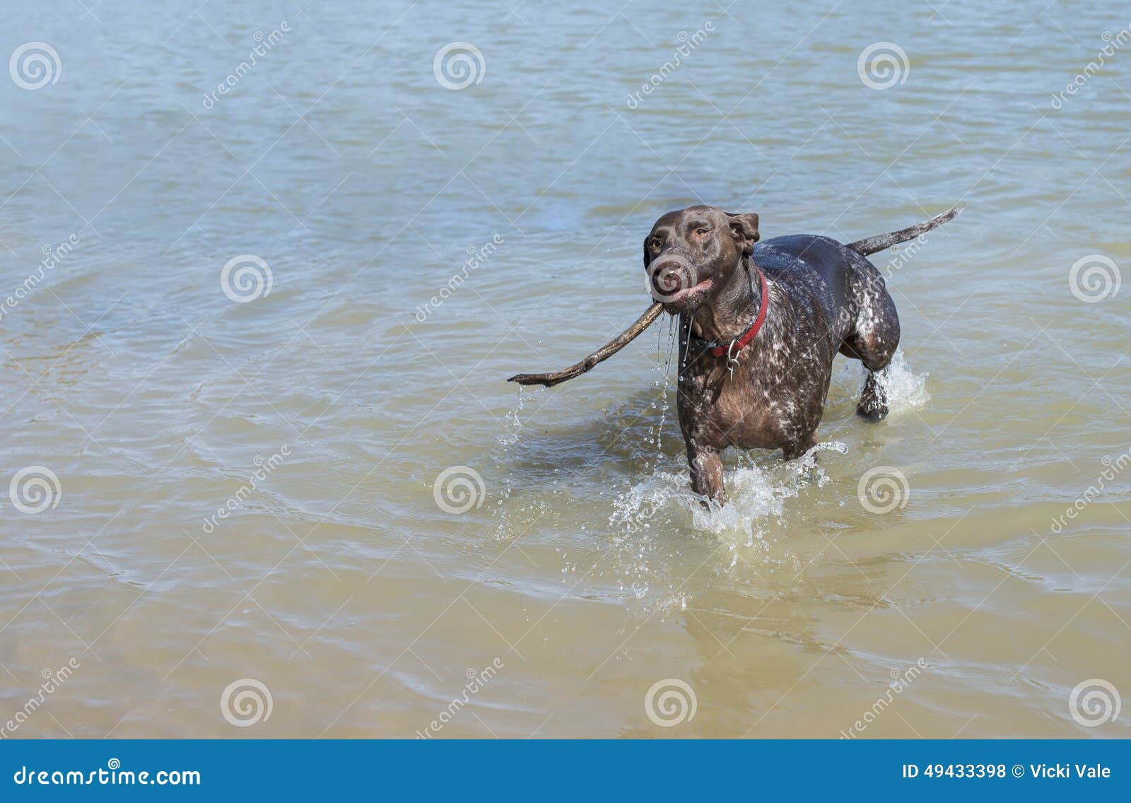 German Short Haired Pointer Retrieving Stick from River. Stock Photo ...