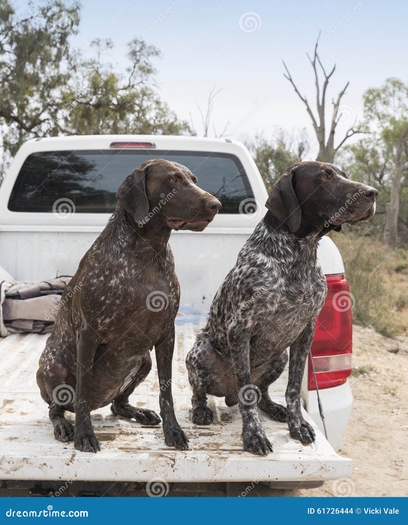 Boy Or Girl German Shorthaired Pointer