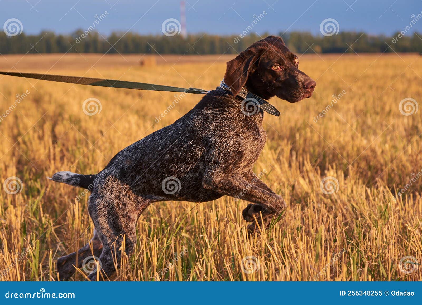 German Shorthair Pointer in a Field at Sunset. Stock Image - Image of ...