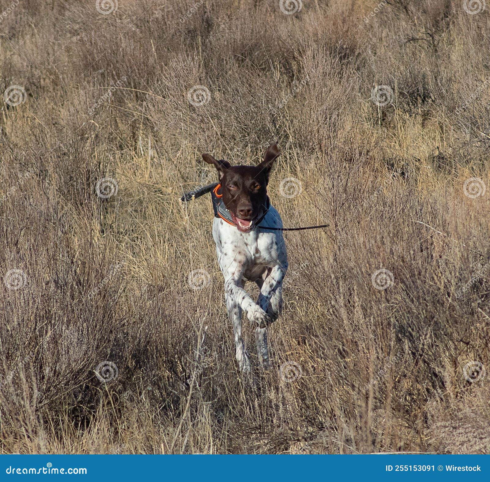 German Shorthair Pointer in a Meadow Stock Image - Image of furry ...