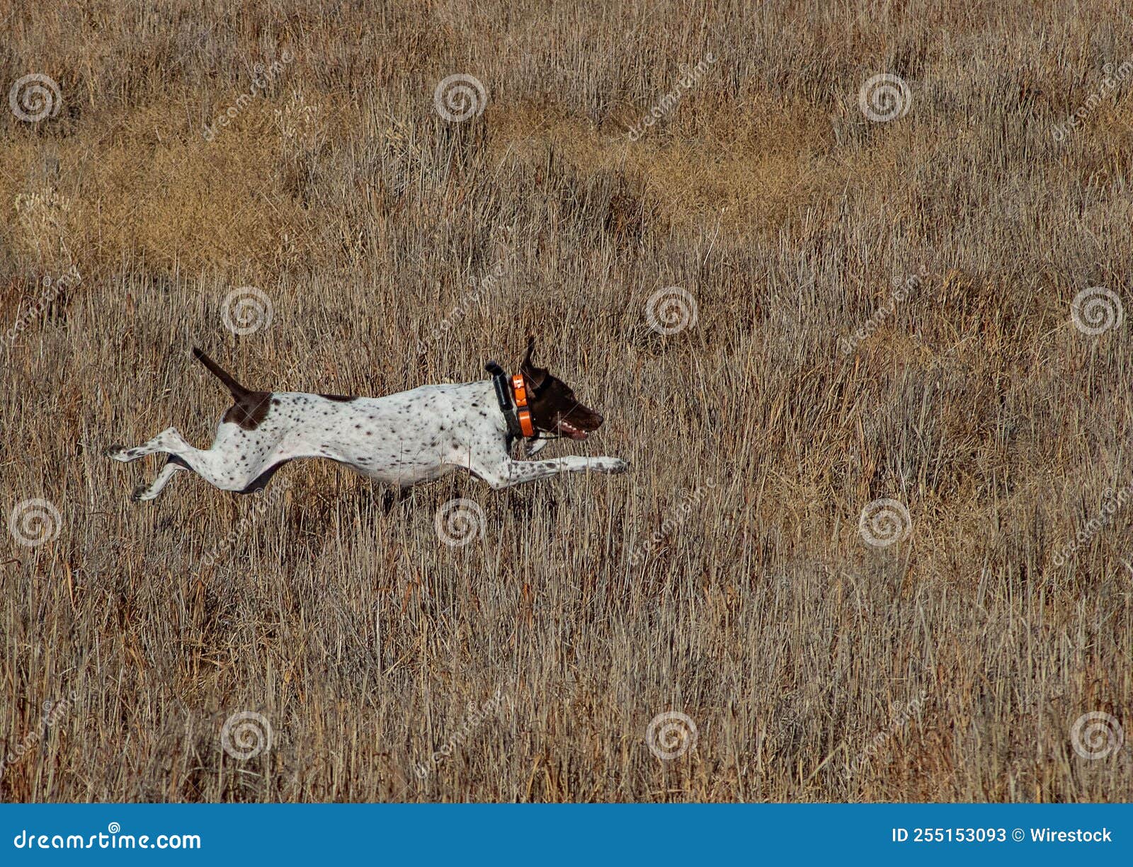 German Shorthair Pointer in a Meadow Stock Image - Image of hound ...