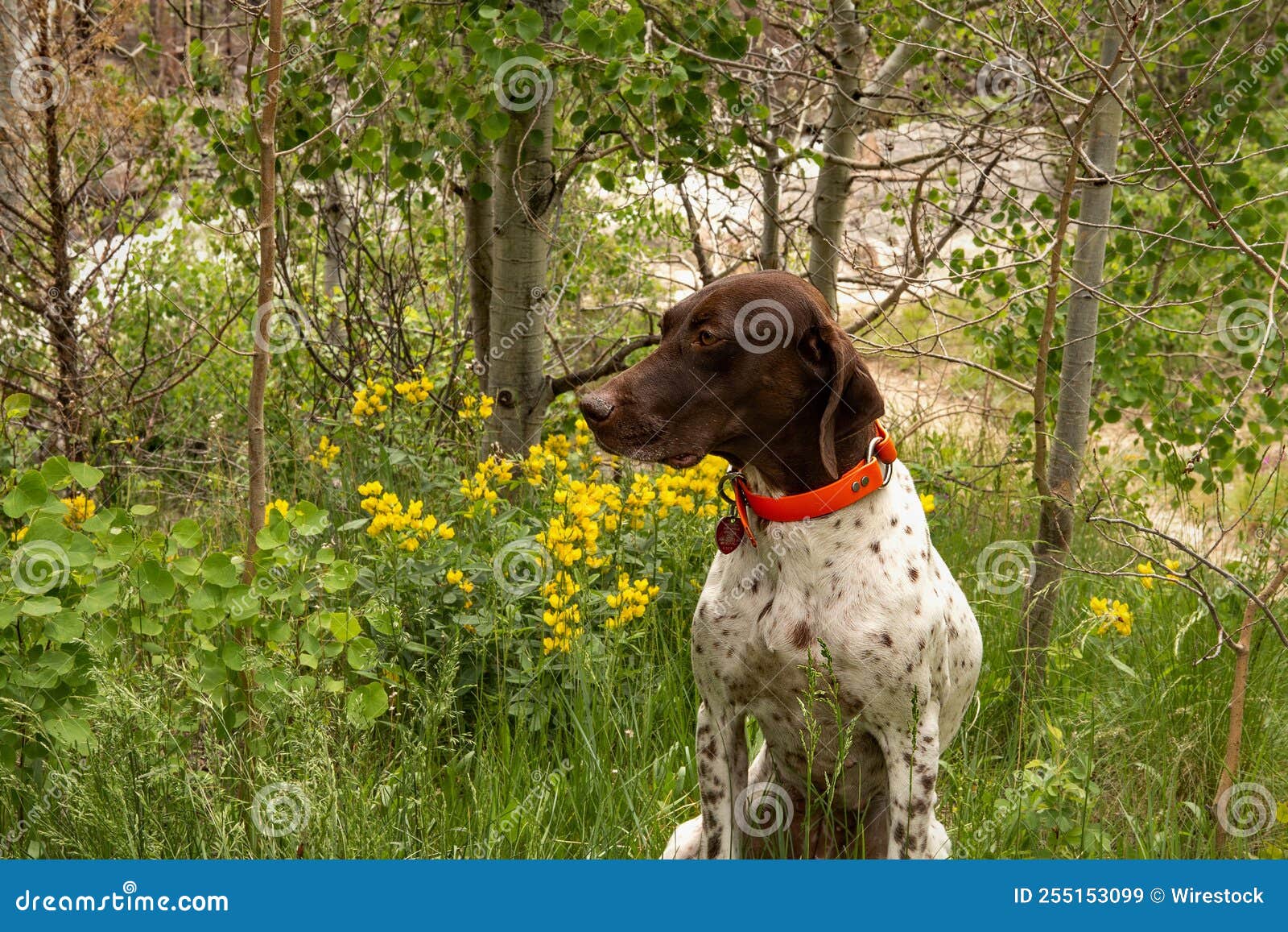 German Shorthair Pointer in a Meadow Stock Image - Image of hound ...