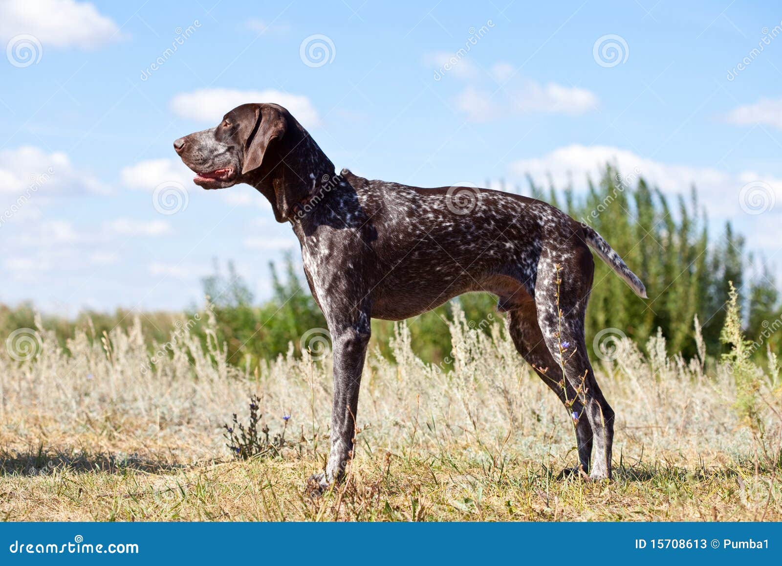 German shorthaired pointer stock image. Image of animal - 15708613