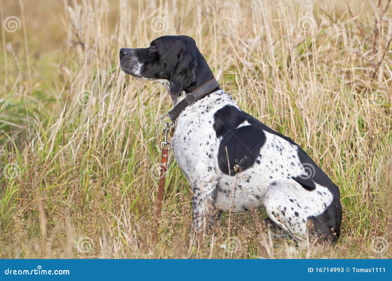 German Shorthaired Pointer stock image. Image of falconry - 16714993