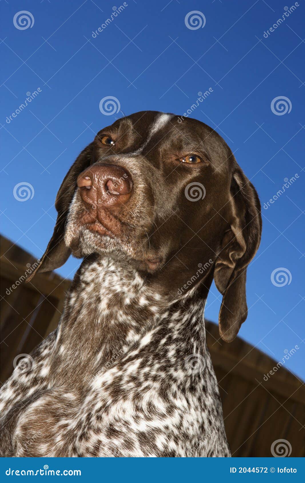 German Shorthaired Pointer. Stock Photo - Image of color, colour: 2044572
