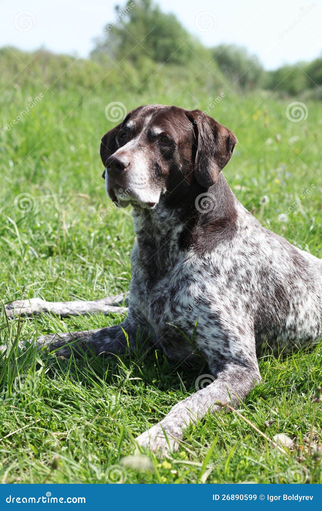 German Shorthaired Pointer stock image. Image of head - 26890599
