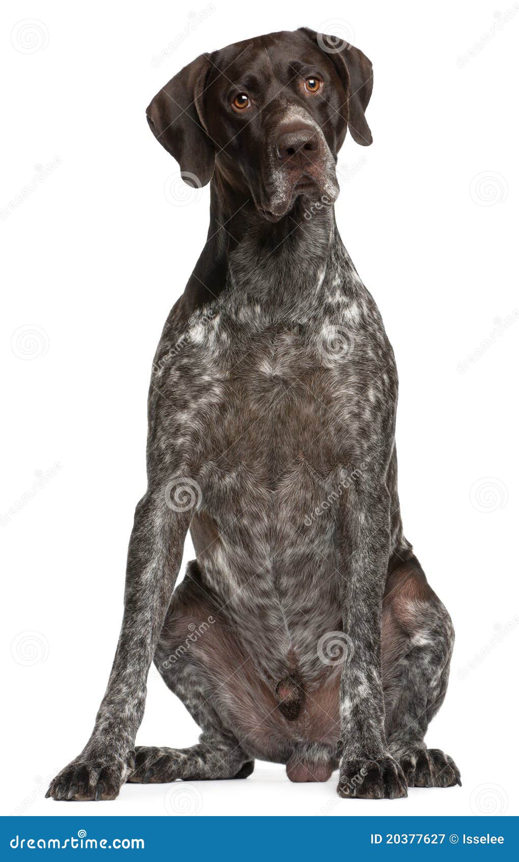 786 German Pointer Sitting Photos - Free & Royalty-Free Stock Photos ...