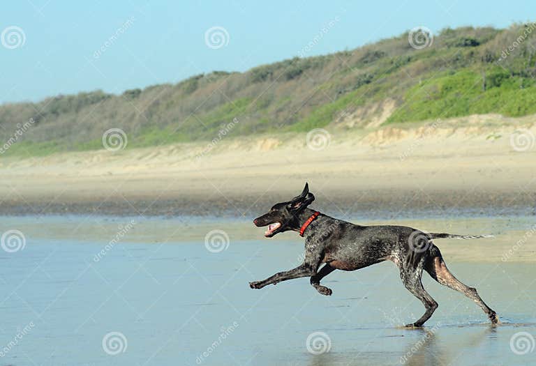 German Shorthaired Pointer stock photo. Image of stretch - 8247752