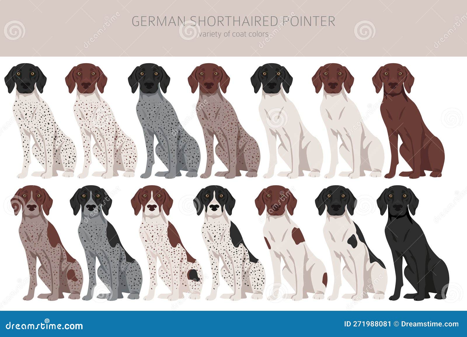 German Shorthaired Pointer Liver And White