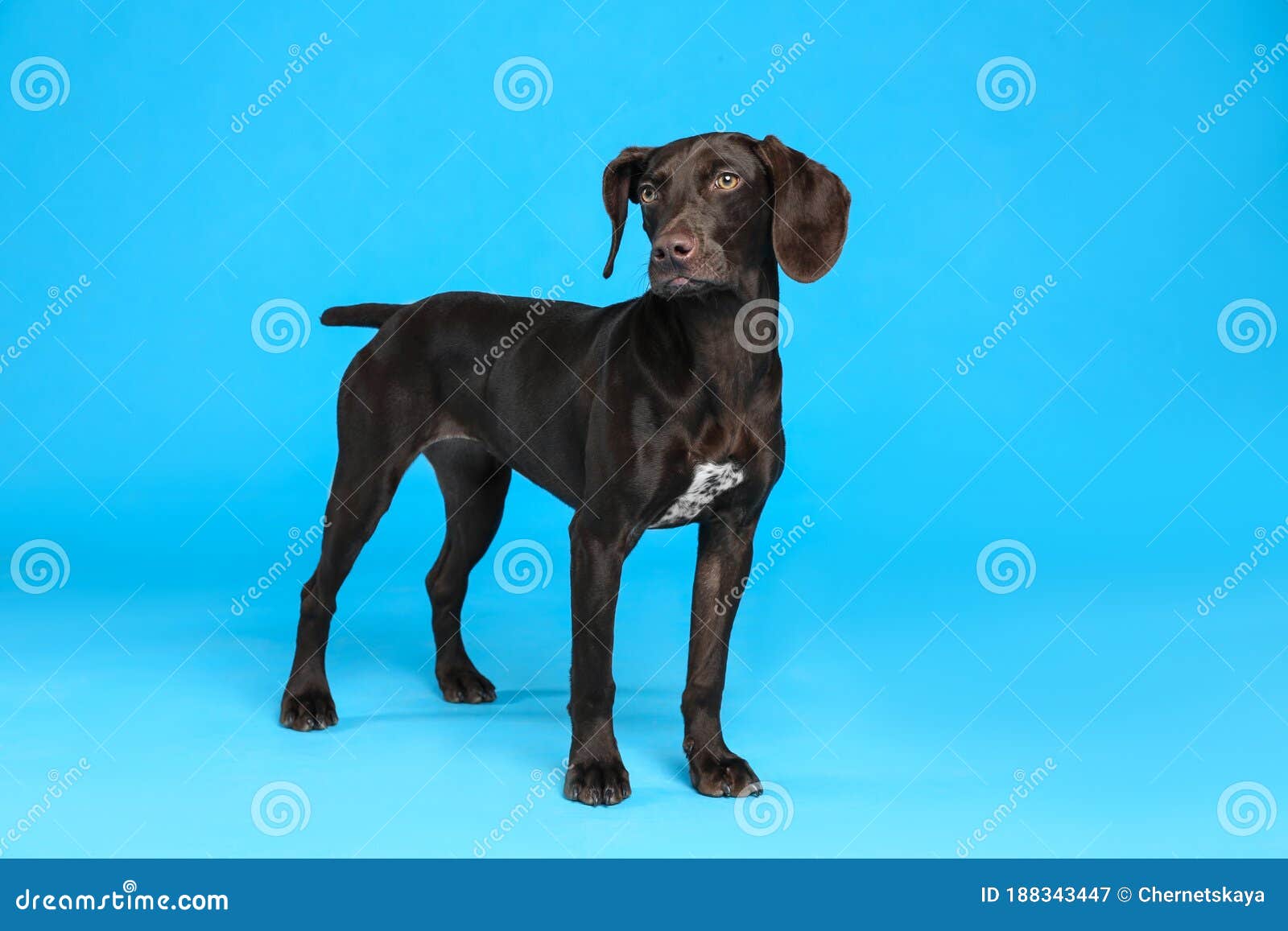 Blue Pointer Spaniel