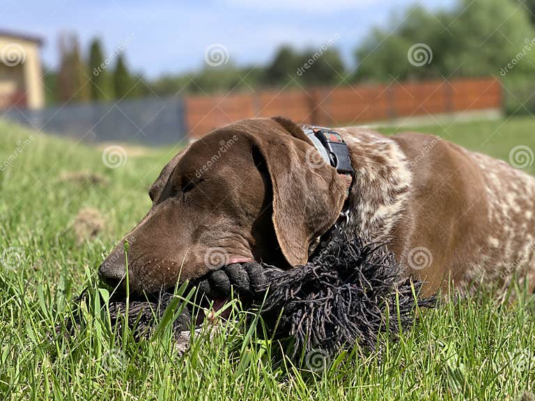German Shorthaired Pointer Dog - Spring Time Stock Photo - Image of ...